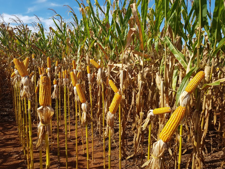 Bayer apresenta novidades em híbridos de milho para que o produtor se ...